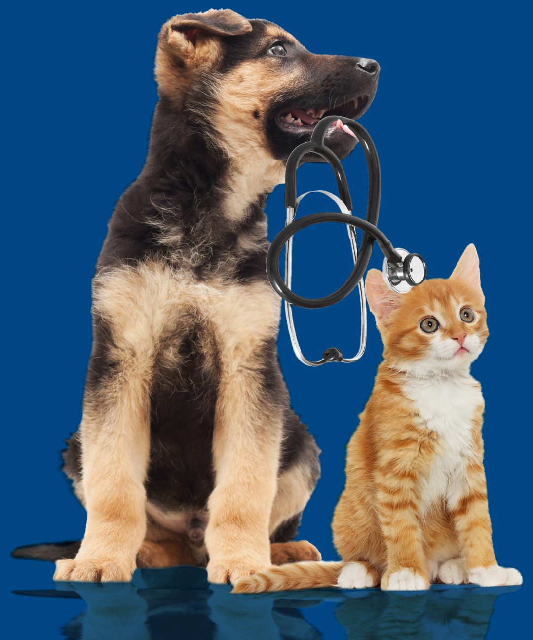 Services | Vet Plus Pet Mobile Veterinary Services